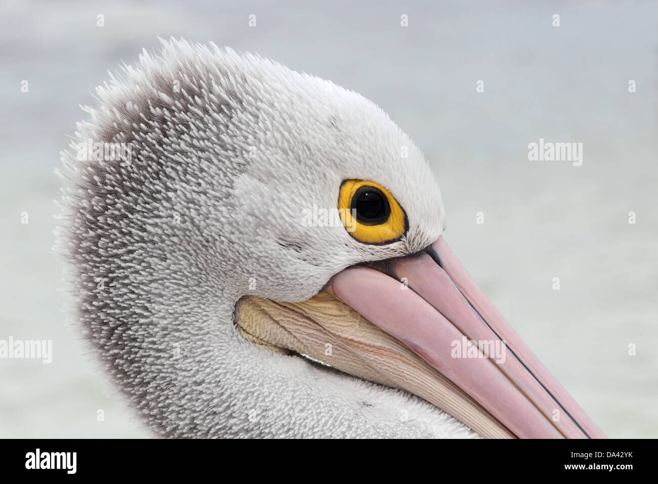Australian Pelican (Pelecanus conspicillatus) adult, close-up of head ...