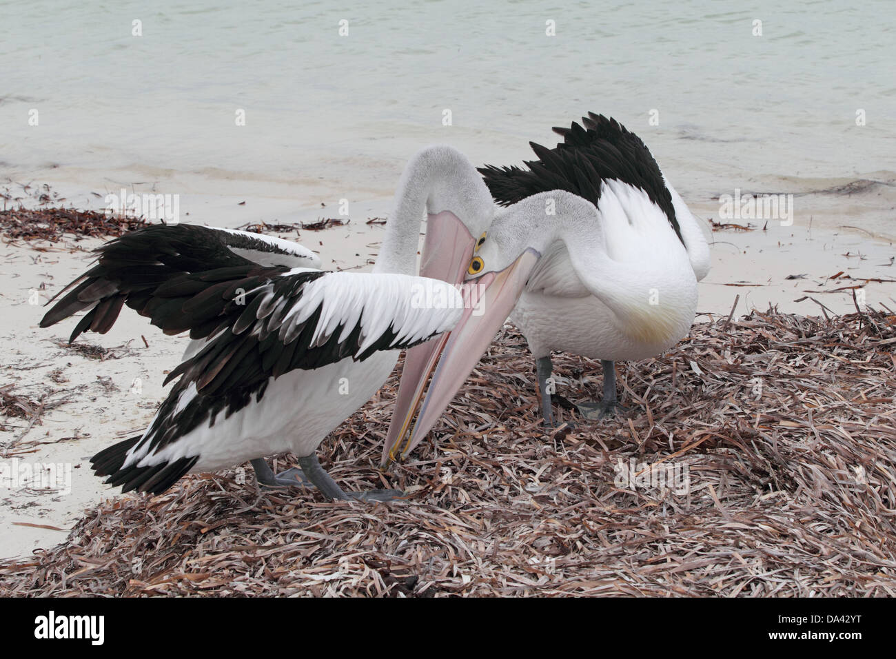 Australian Pelican (Pelecanus conspicillatus) adult pair courtship ...