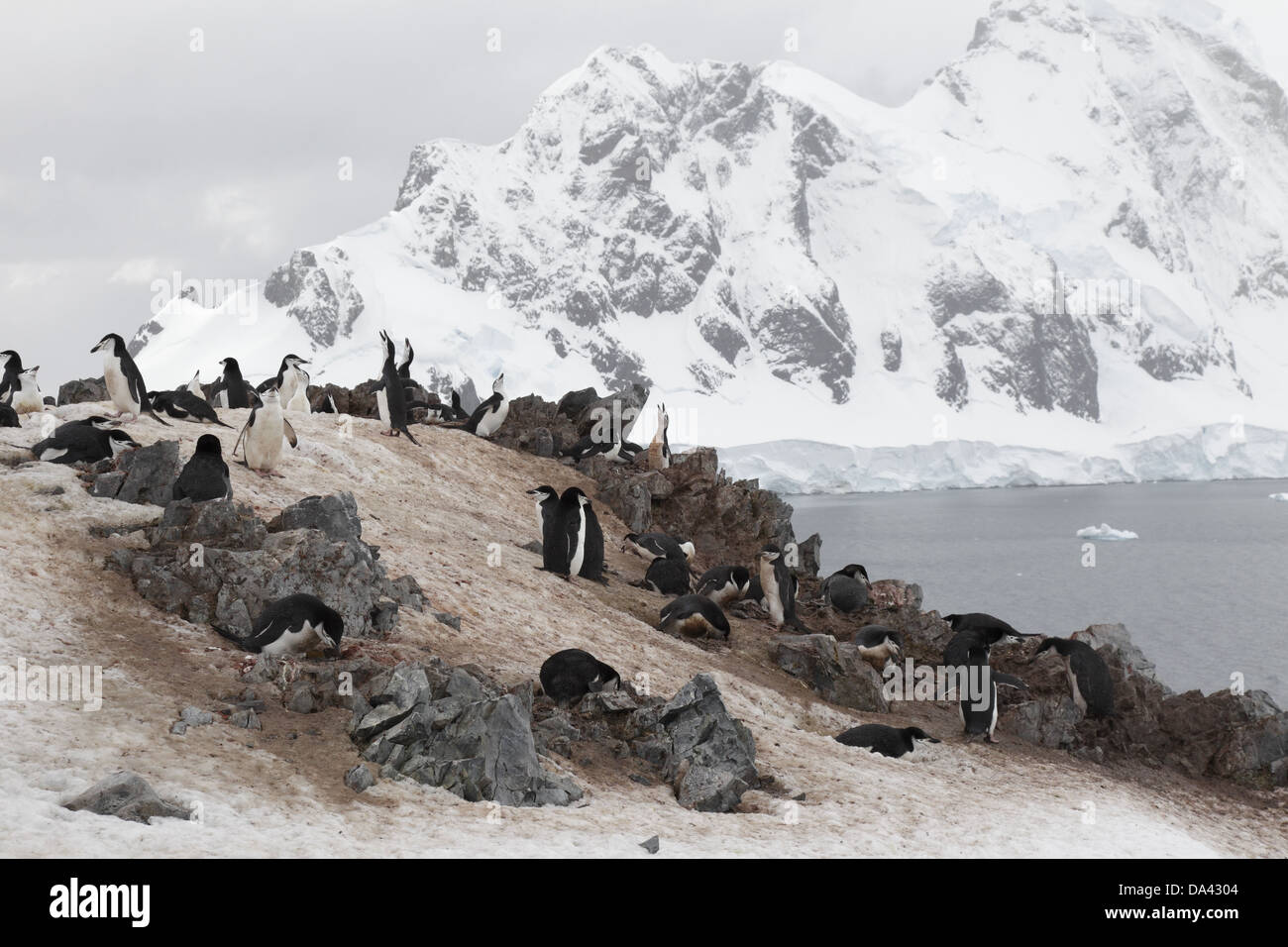 Chinstrap Penguin (Pygoscelis antarctica) adults group at rookery in ...