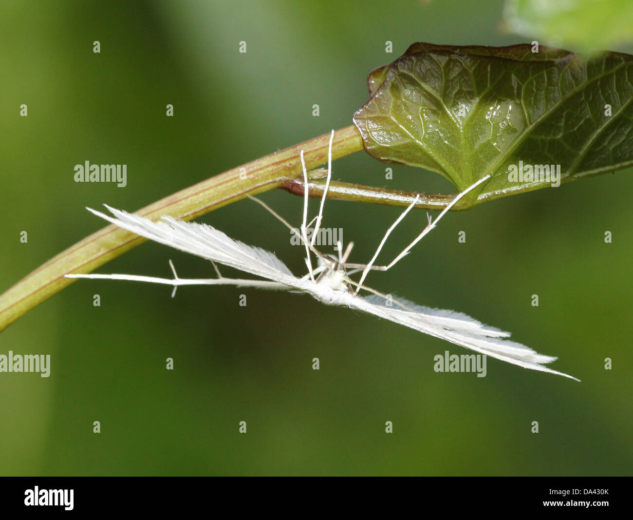 White Plume Moth (Pterophorus pentadactyla) macro image Stock Photo - Alamy