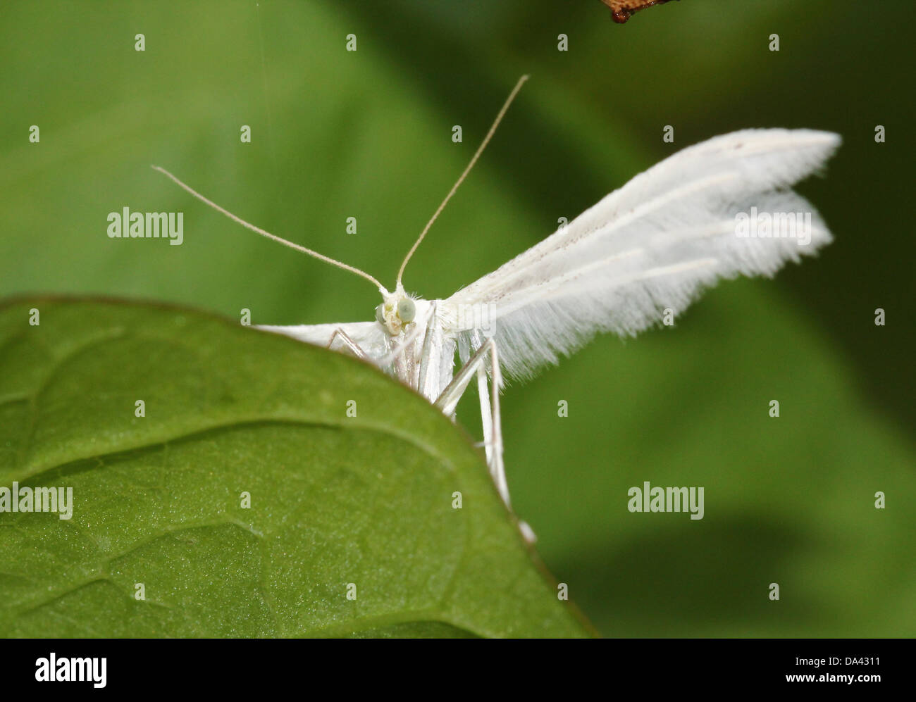 Plume moth hi-res stock photography and images - Alamy