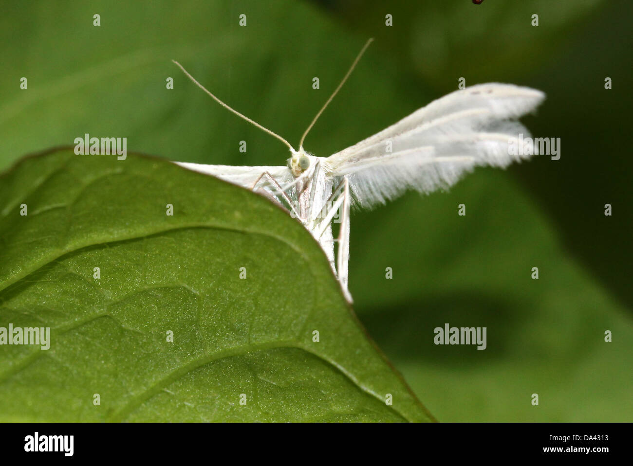 Plume moth hi-res stock photography and images - Alamy