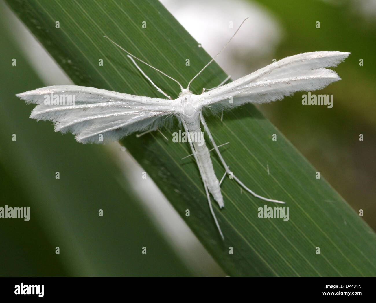White Plume Moth (Pterophorus pentadactyla) macro image Stock Photo - Alamy