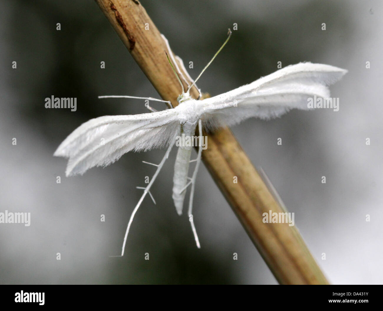 White plume moth hi-res stock photography and images - Alamy