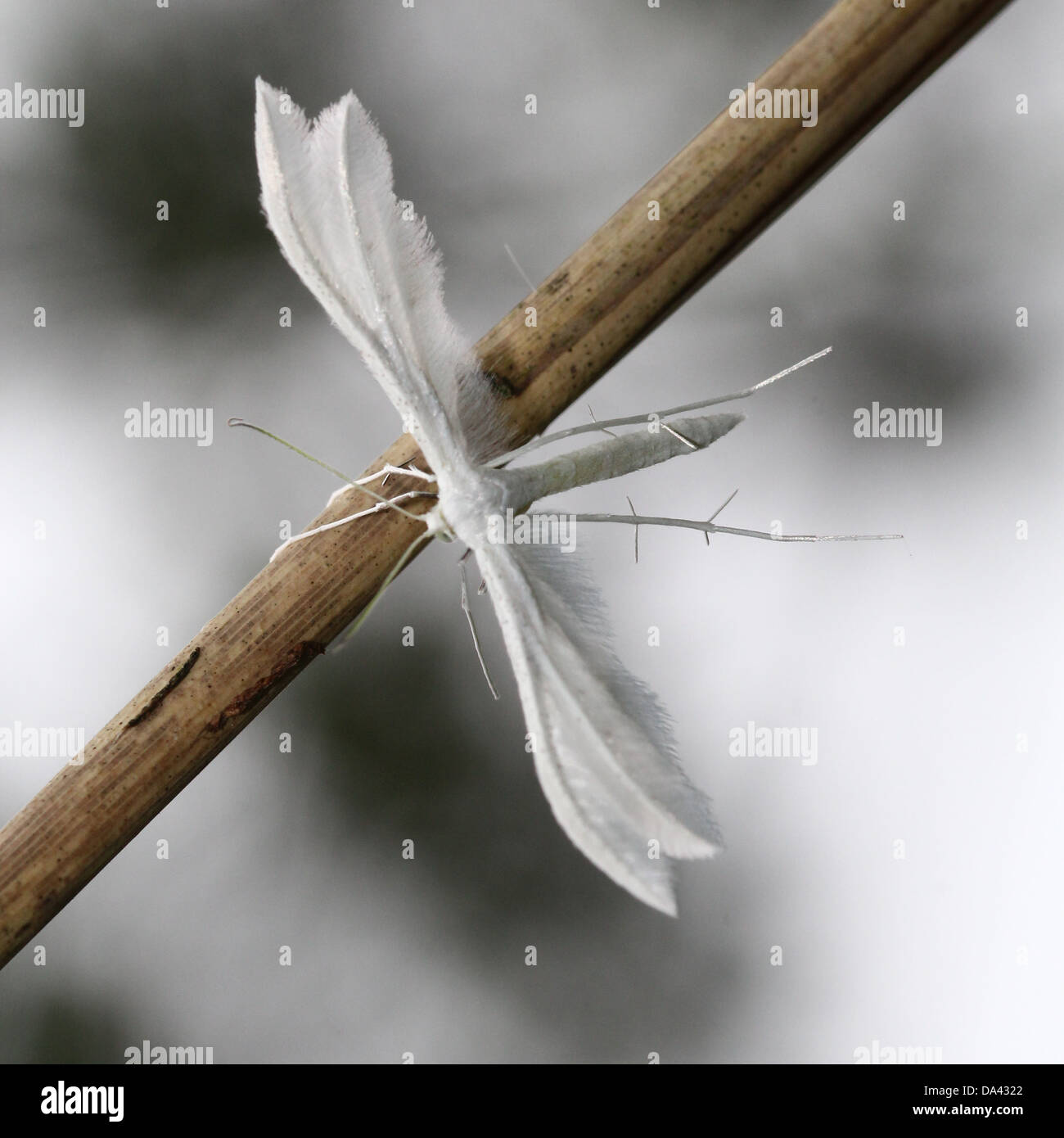 White Plume Moth (Pterophorus pentadactyla) macro image Stock Photo - Alamy