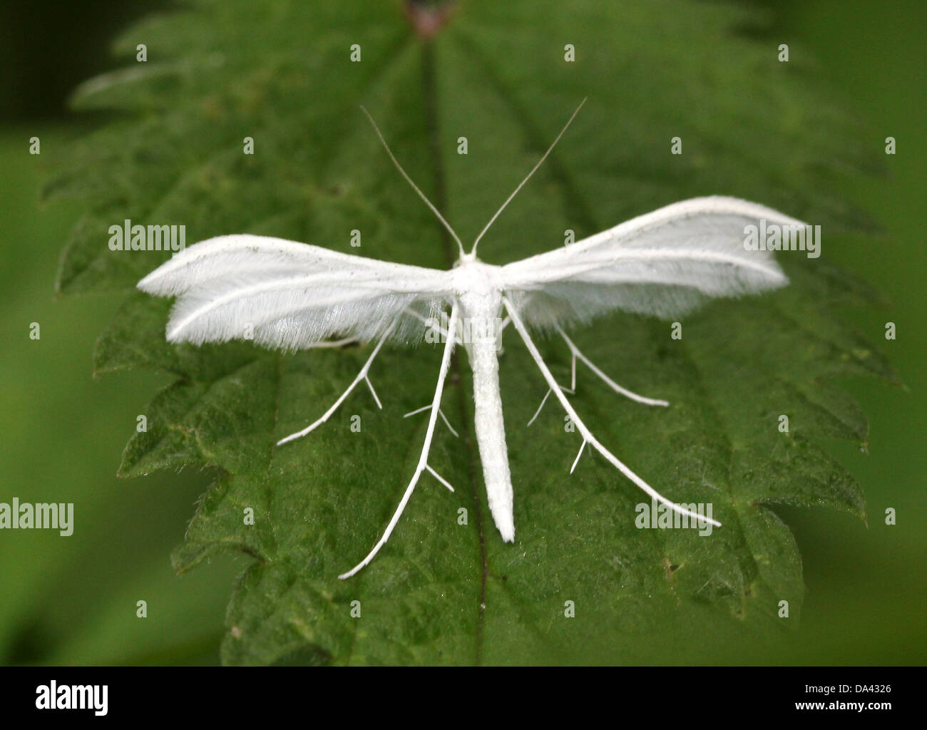 White Plume Moth (Pterophorus pentadactyla) macro image Stock Photo - Alamy