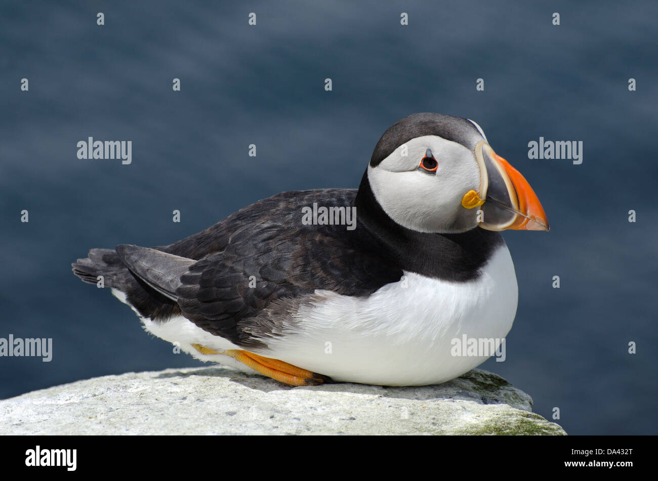 puffin,fratercula arctica,sitting,seacliff ledge,north sea Stock Photo ...