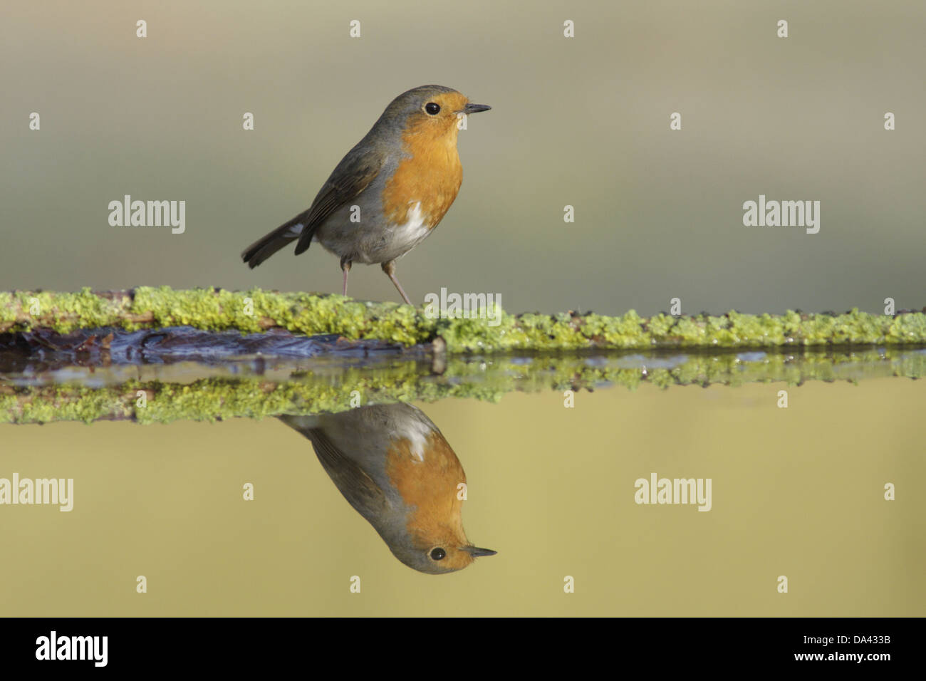 European Robin (Erithacus rubecula) adult, standing at edge of pool ...