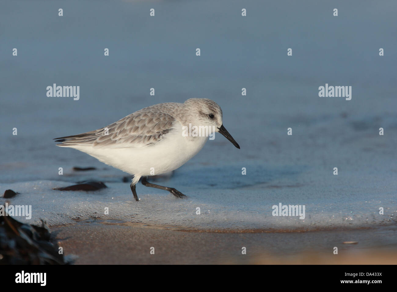 Sanderling (Calidris alba) adult, winter plumage, walking on shoreline ...