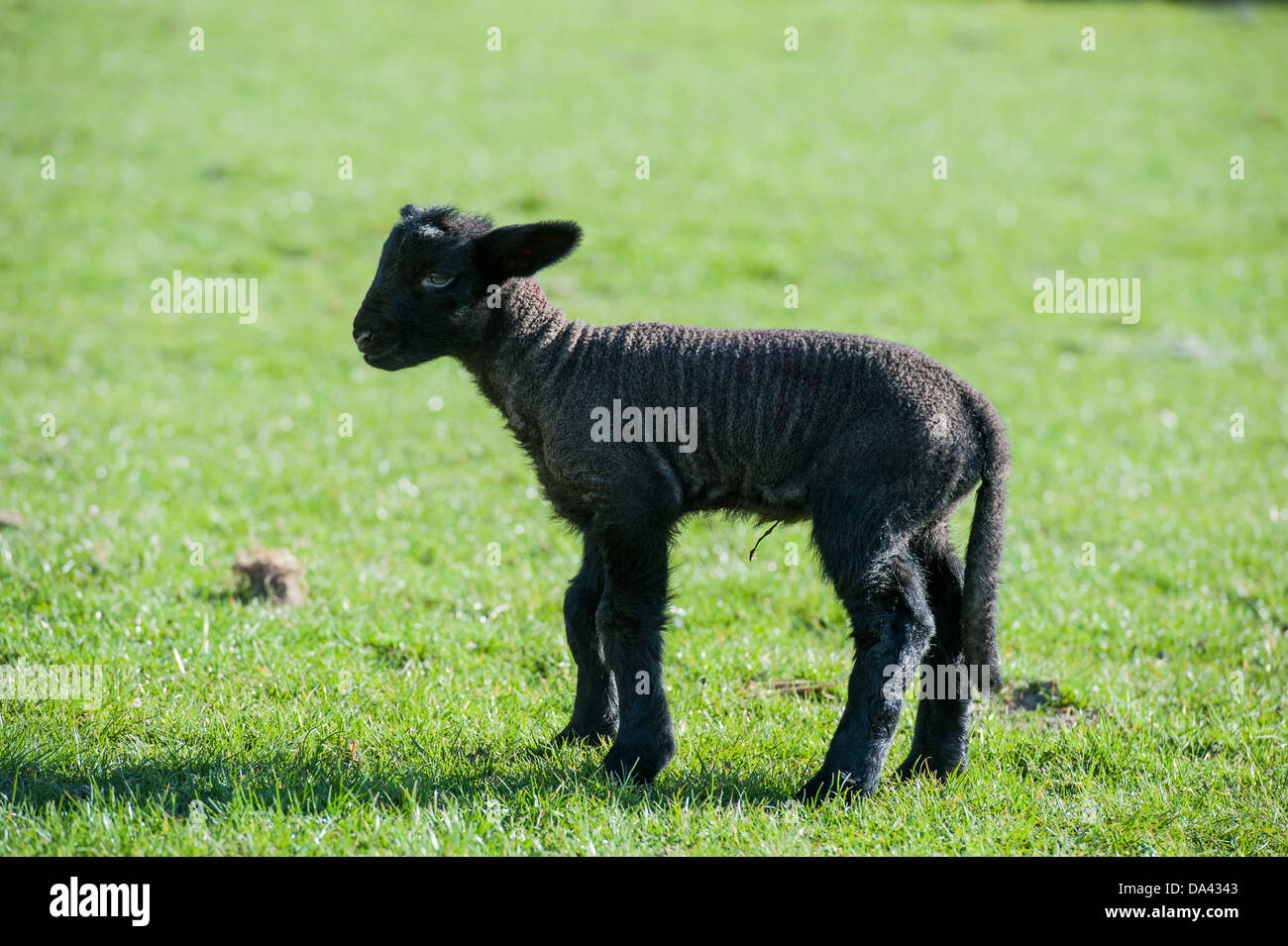 black lamb in field Stock Photo - Alamy