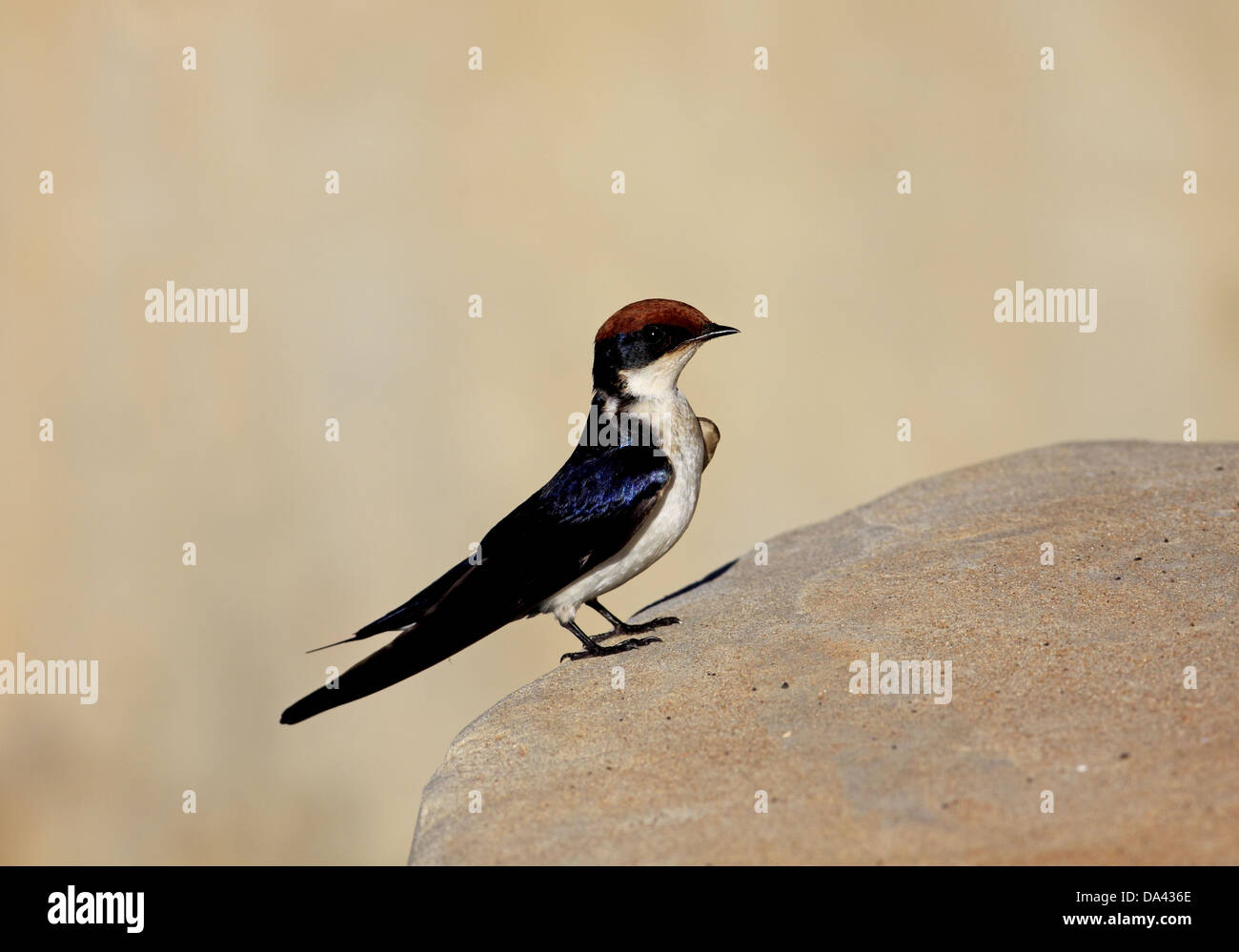 Wire-tailed Swallow (Hirundo smithii smithii) adult female, standing on ...