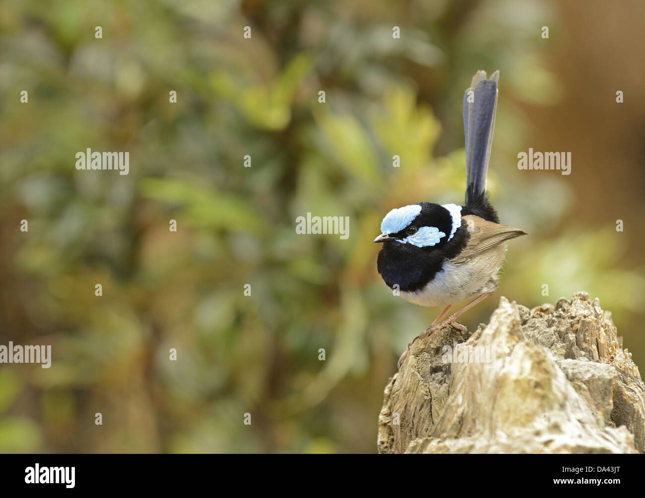 Superb Fairywren (Malurus cyaneus) adult male, perched on stump ...