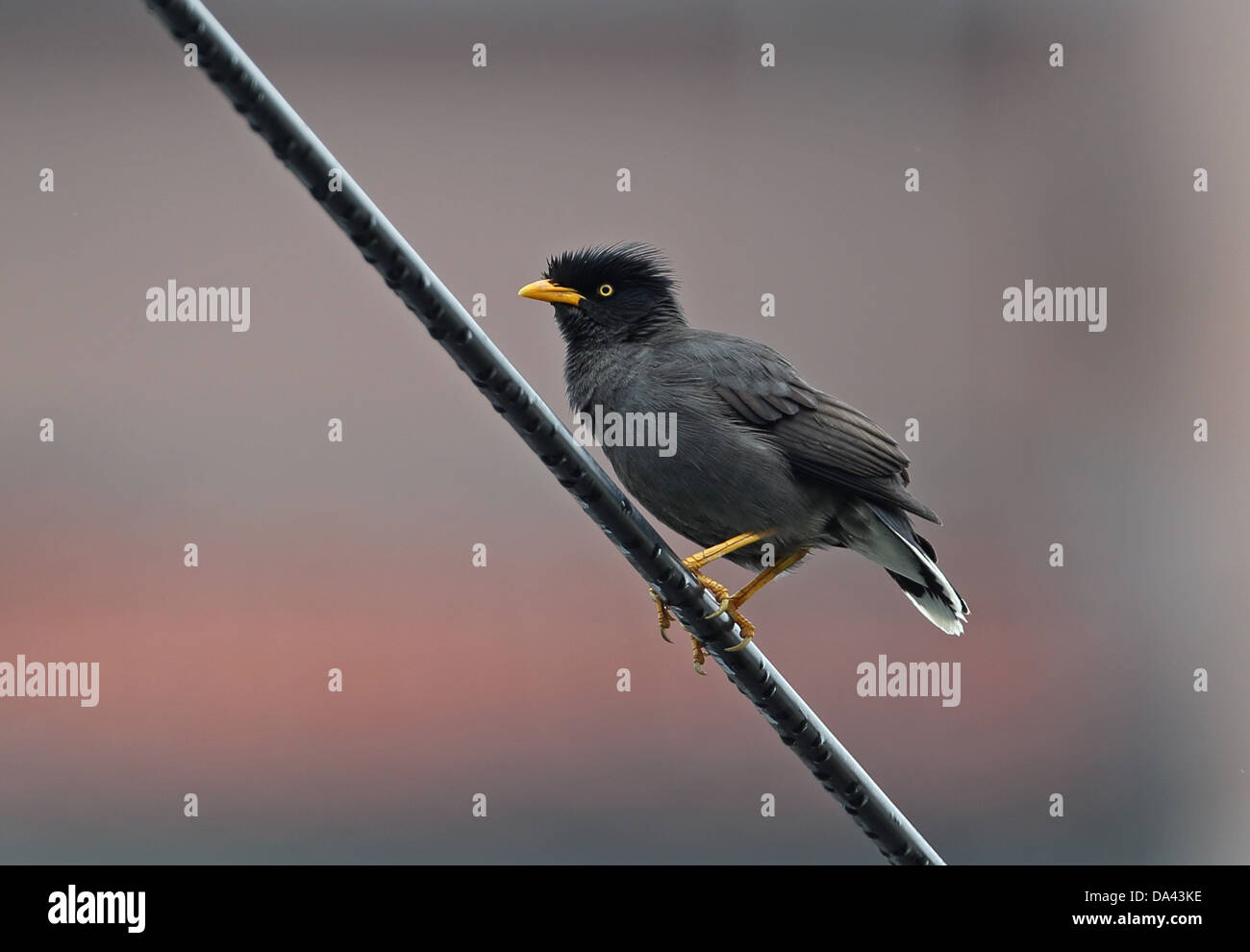 Javan Myna (Acridotheres javanicus) introduced species adult with crown ...
