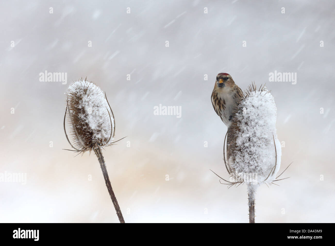Lesser Redpoll (Carduelis cabaret) adult female / first winter plumage ...