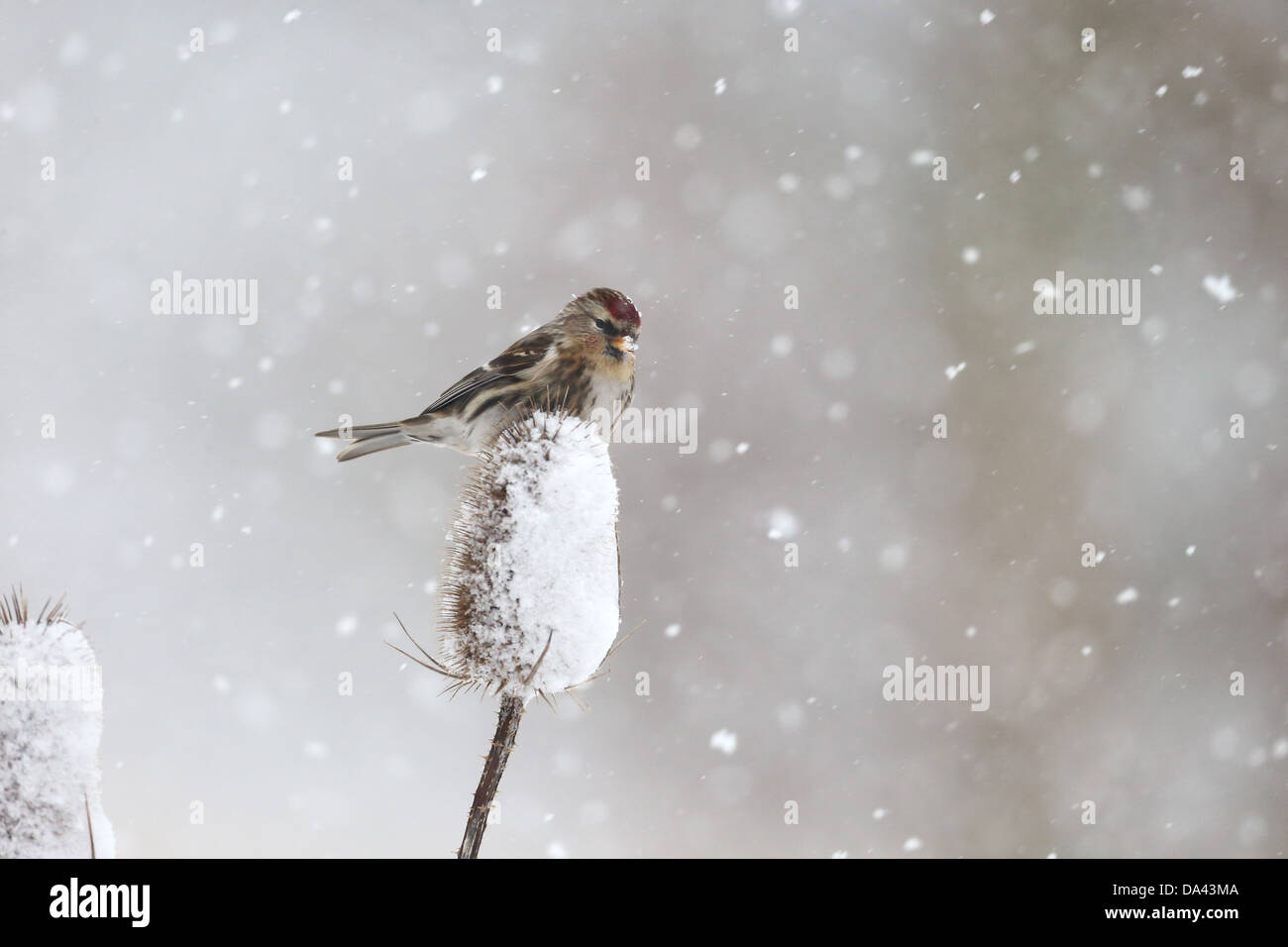 Lesser Redpoll (Carduelis cabaret) adult female / first winter plumage ...
