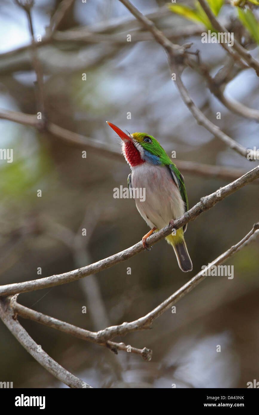 Cuban todies hi-res stock photography and images - Alamy