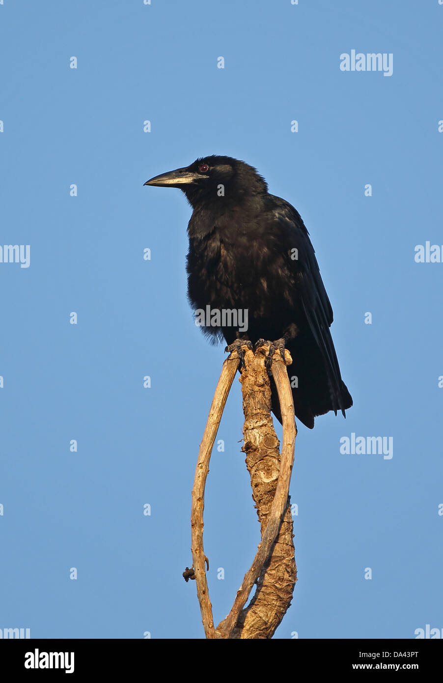 Cuban Crow (Corvus nasicus) adult, perched at top of dead tree, La ...