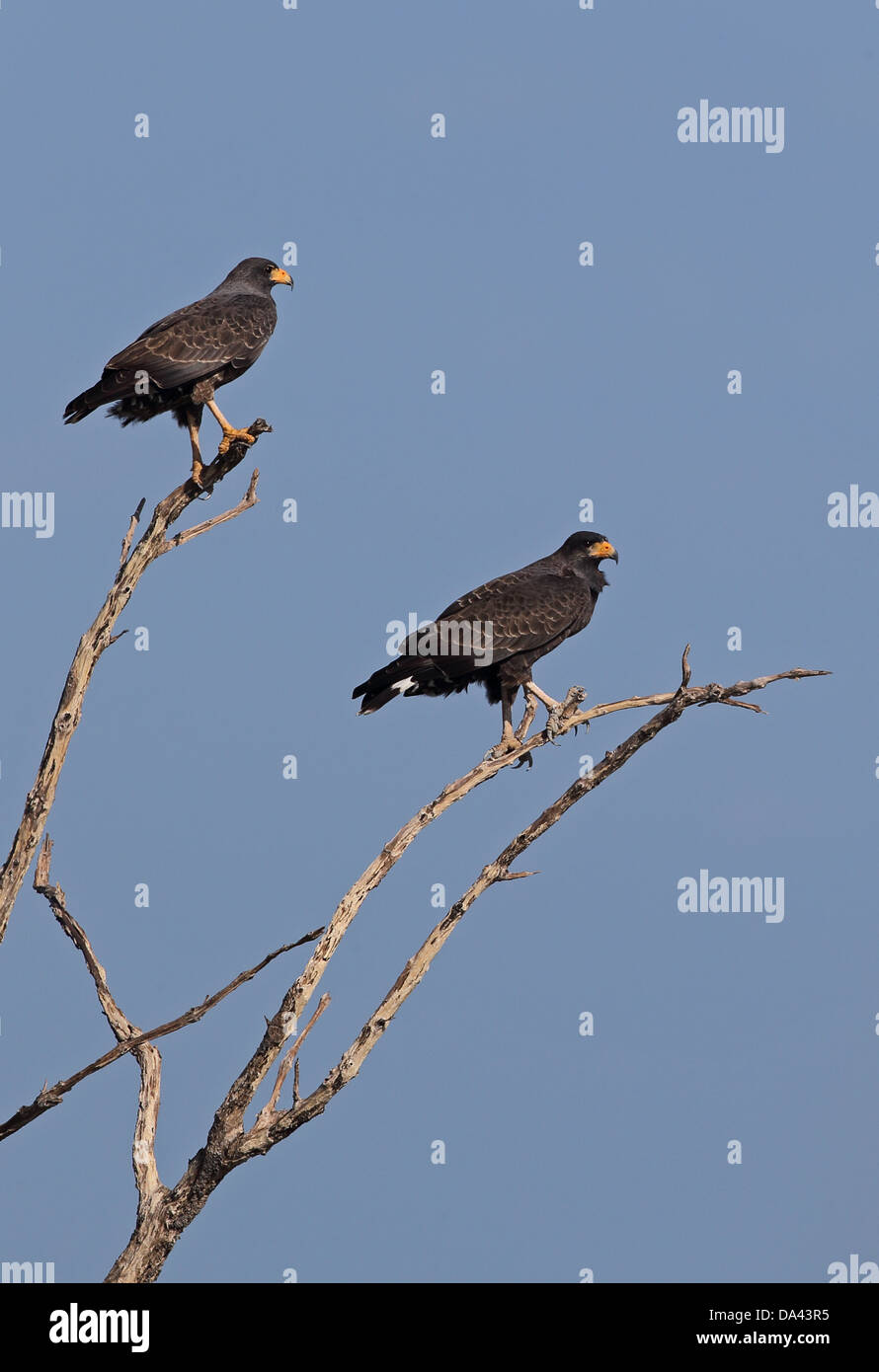 Black hawk indian hi-res stock photography and images - Alamy