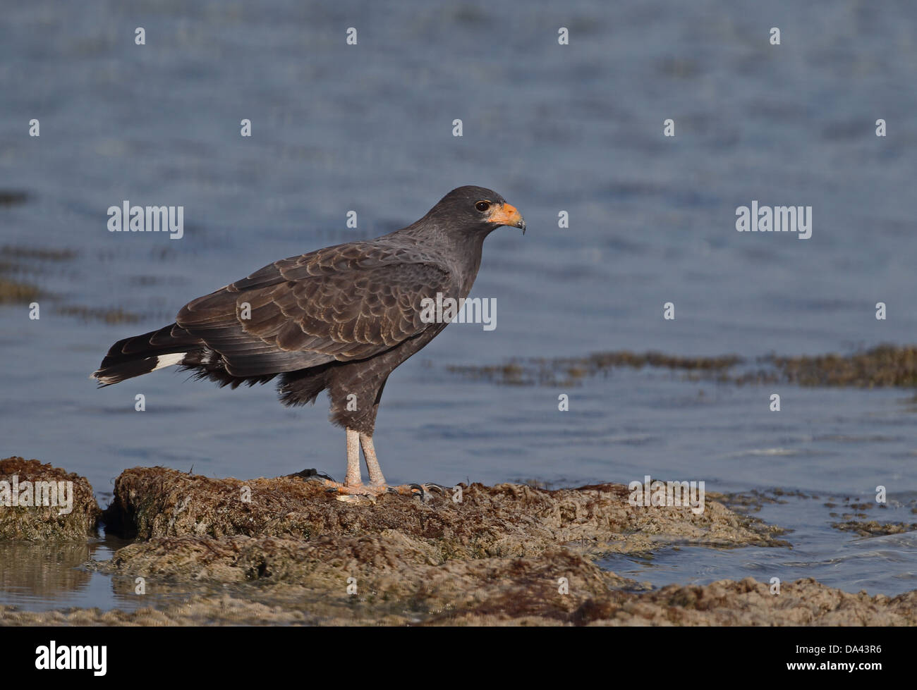 Cuban Black Hawk (Buteogallus gundlachii) adult, standing on mudbank in ...