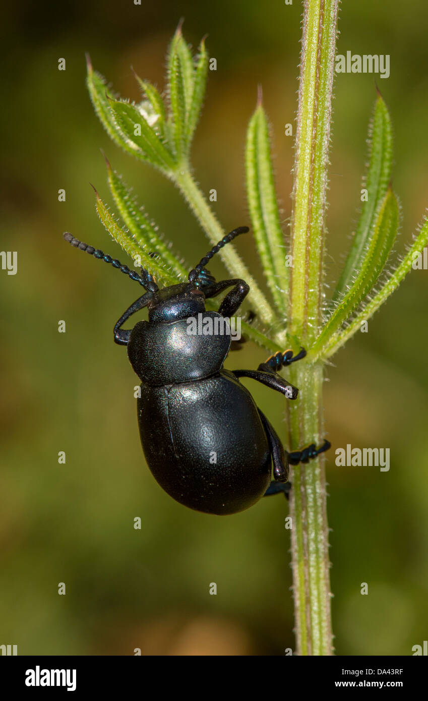 Blood beetle hi-res stock photography and images - Alamy