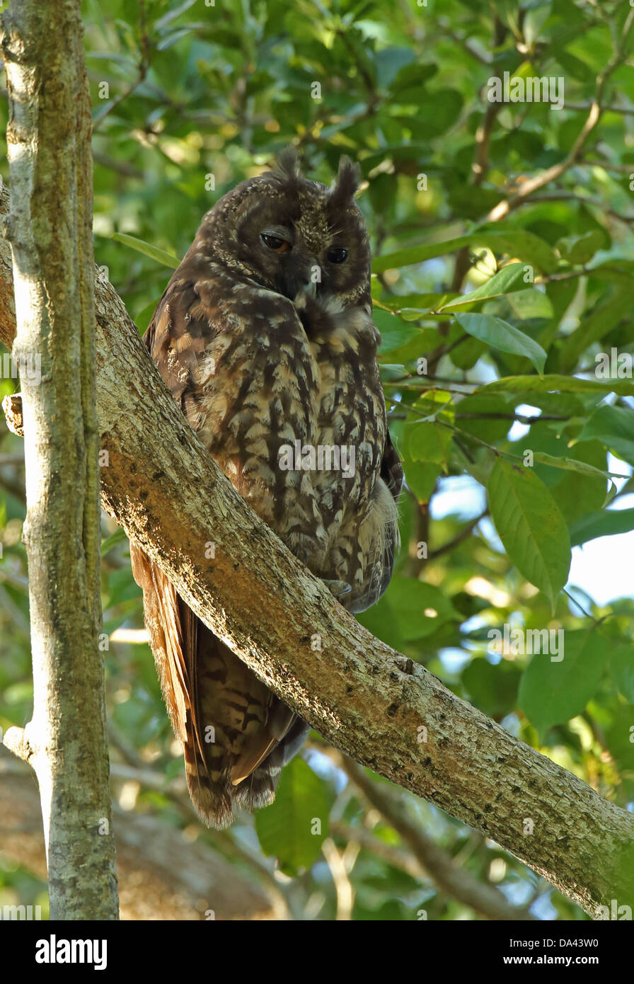 Stygian Owl (Asio stygius siguapa) adult, roosting in tree, Zapata ...
