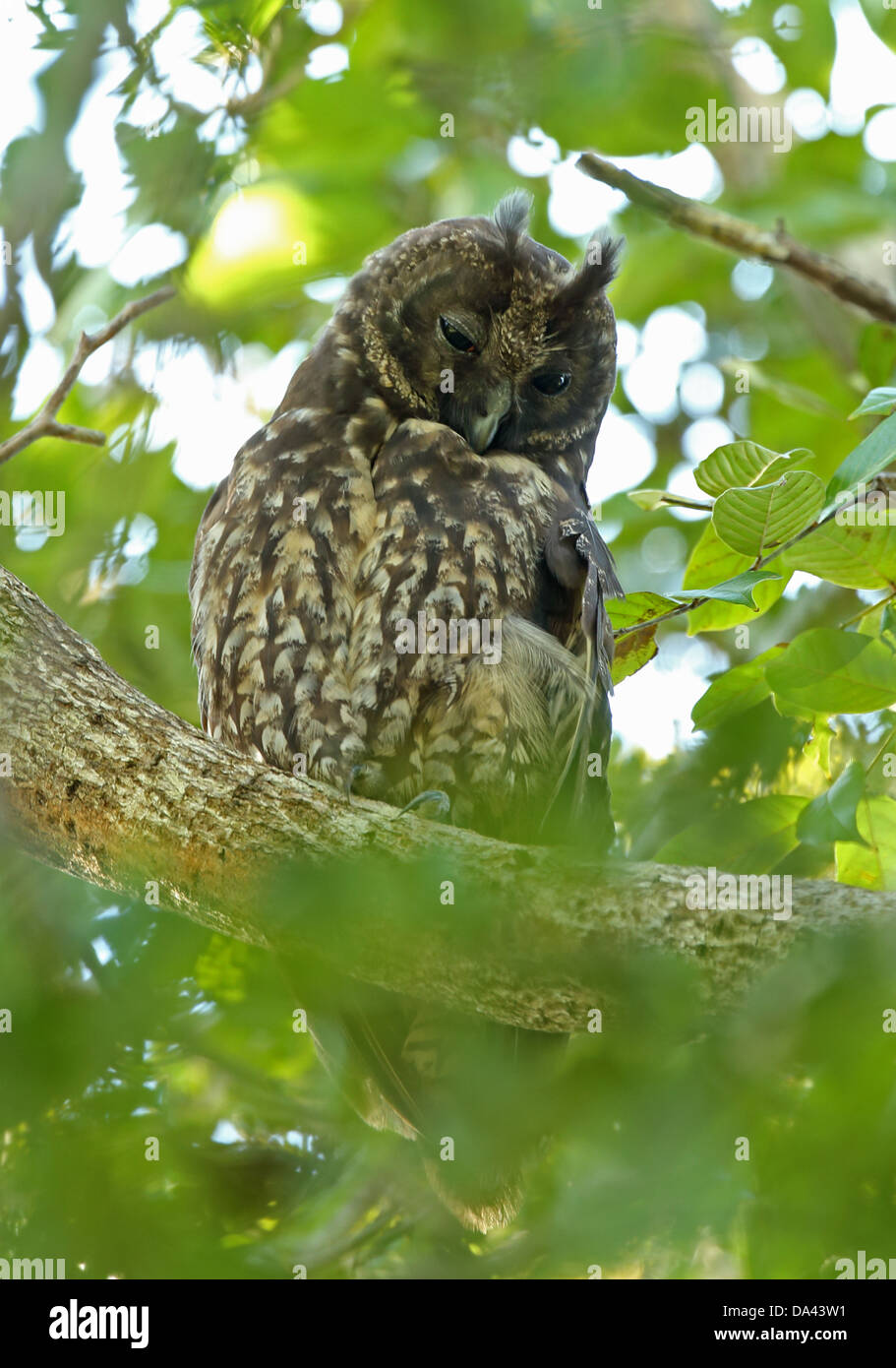 Stygian Owl (Asio stygius siguapa) adult, roosting in tree, Zapata ...