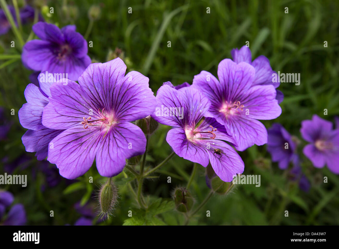 Garden Geranium Flower in bloom Stock Photo - Alamy