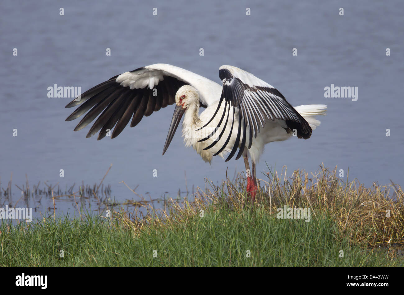 Oriental Stork (Ciconia boyciana) adult, with wings spread, standing at ...