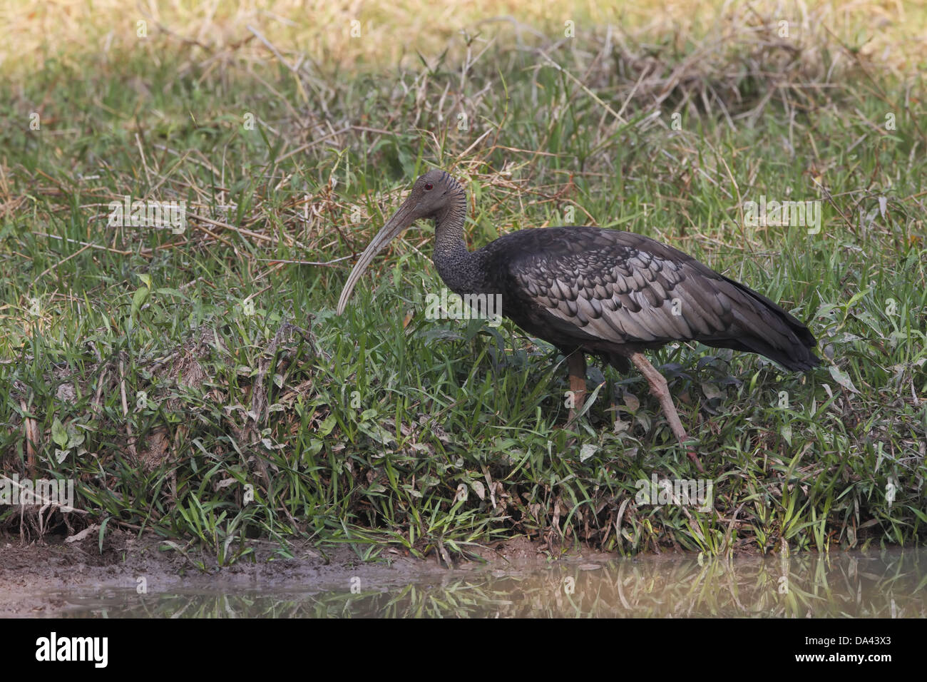 Thaumatibis gigantea hi-res stock photography and images - Alamy