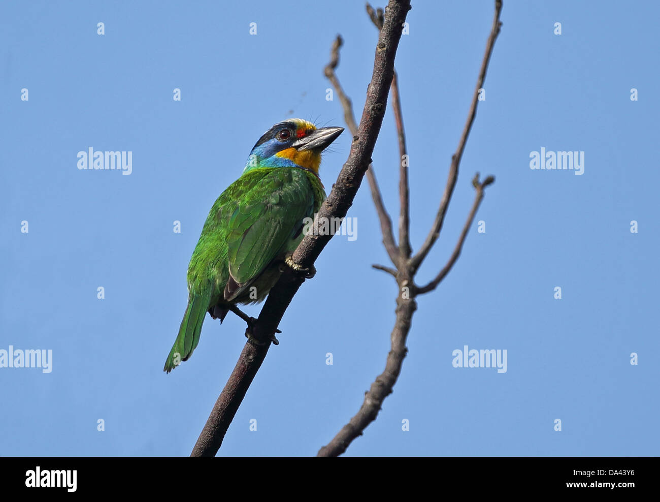 Taiwan barbet hi-res stock photography and images - Alamy