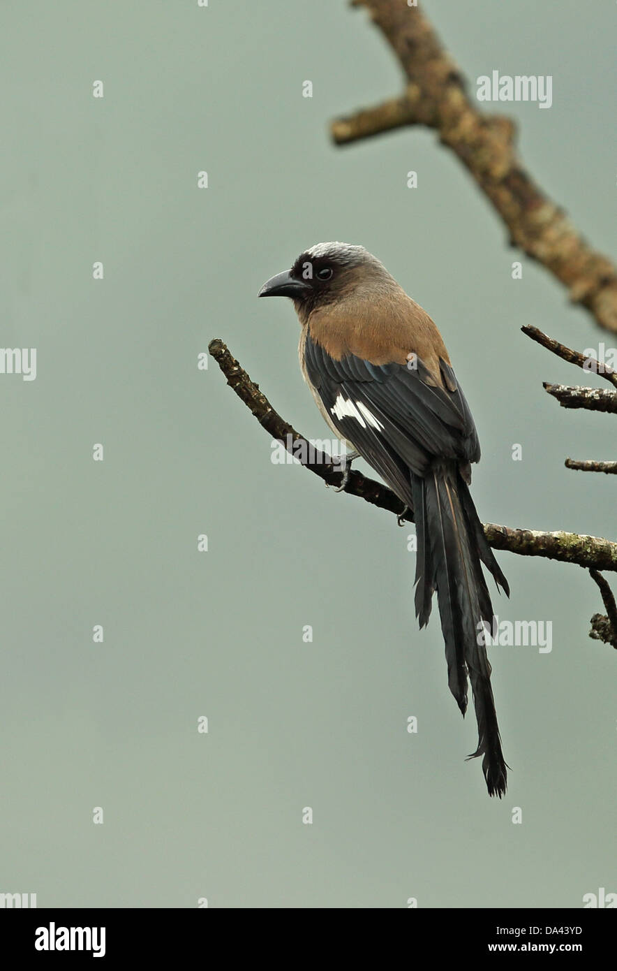 Grey Treepie (Dendrocitta formosae formosae) adult, with wet plumage ...