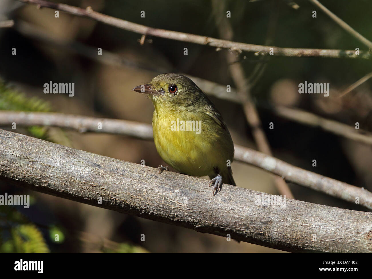Cuban Vireo (Vireo gundlachii gundlachii) adult, perched on branch ...