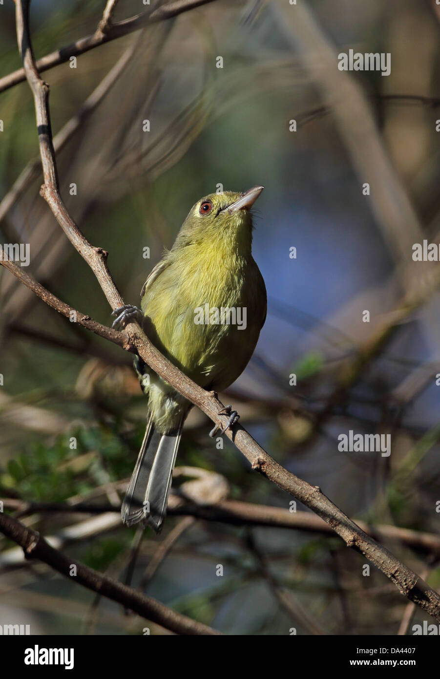 Cuban Vireo (Vireo gundlachii gundlachii) adult, perched on twig ...