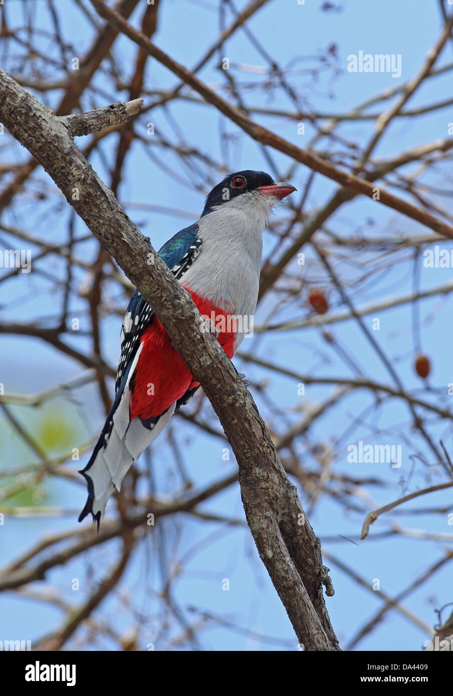 Tocoloro cuba hi-res stock photography and images - Alamy