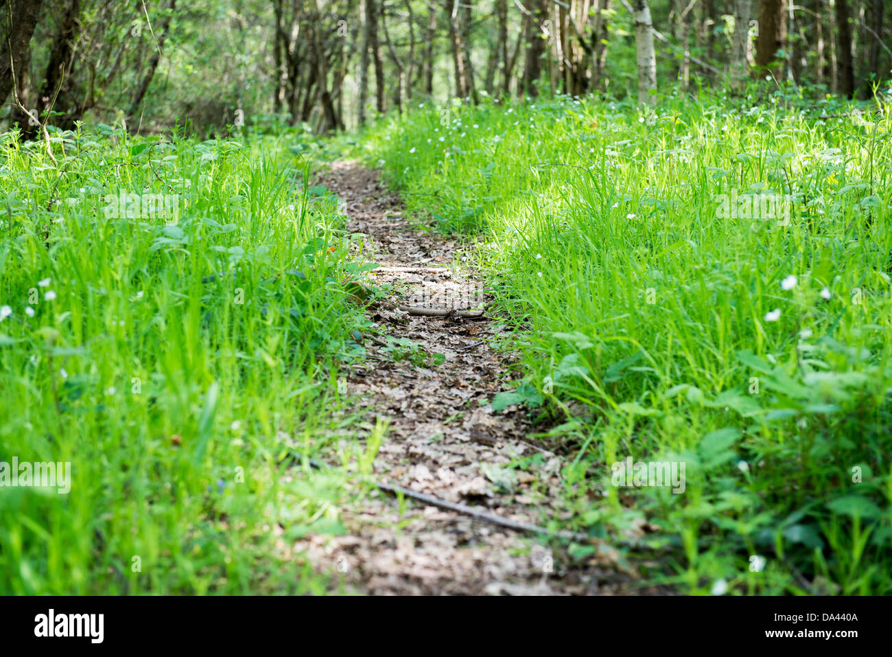 Path grass forest hi-res stock photography and images - Alamy