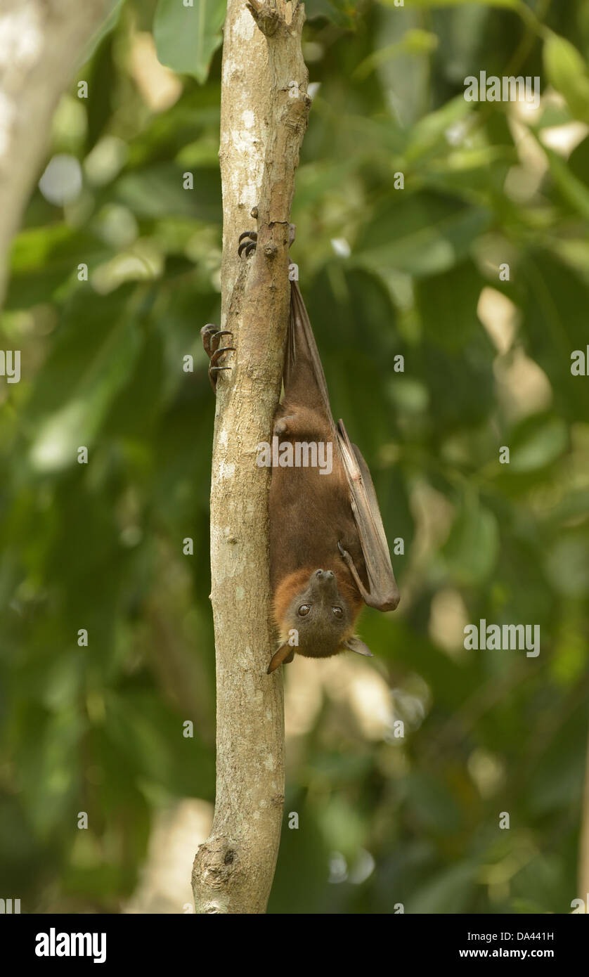 Little Red Flying Fox (Pteropus scapulatus) adult, hanging from tree ...