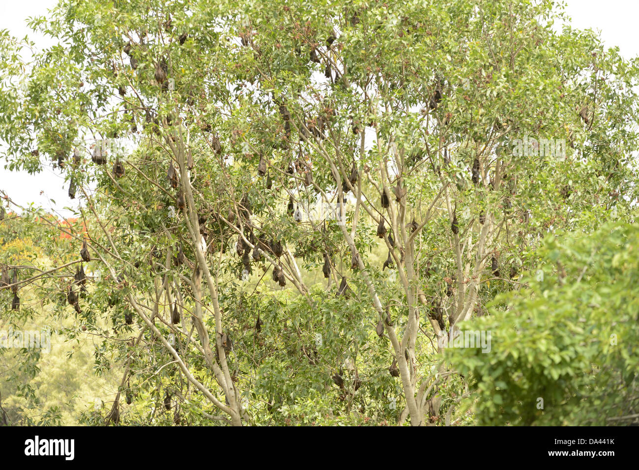 Little Red Flying Fox (Pteropus scapulatus) large group hanging from ...