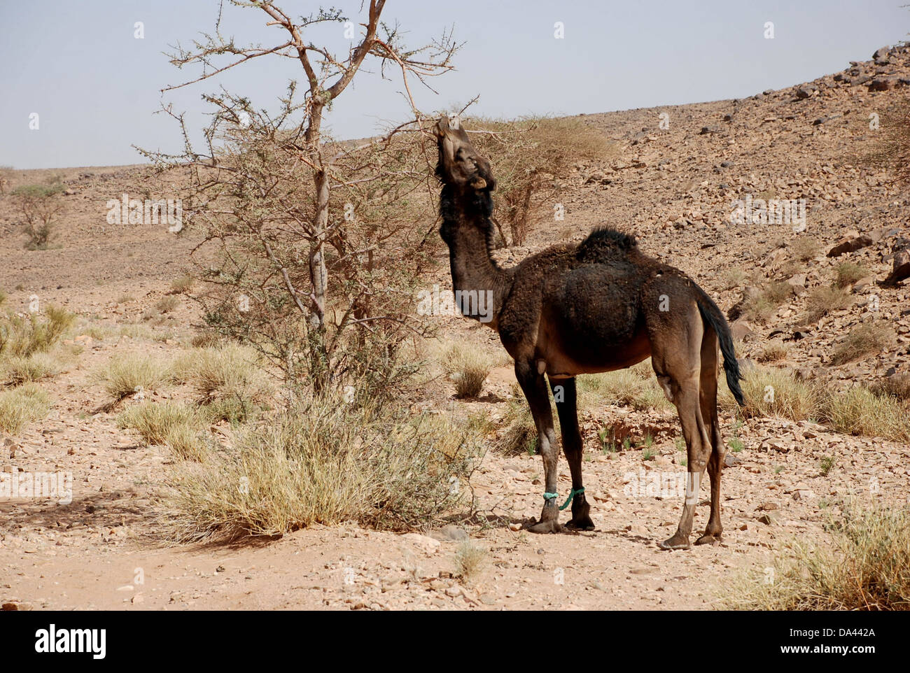 Camel leg legs hi-res stock photography and images - Alamy