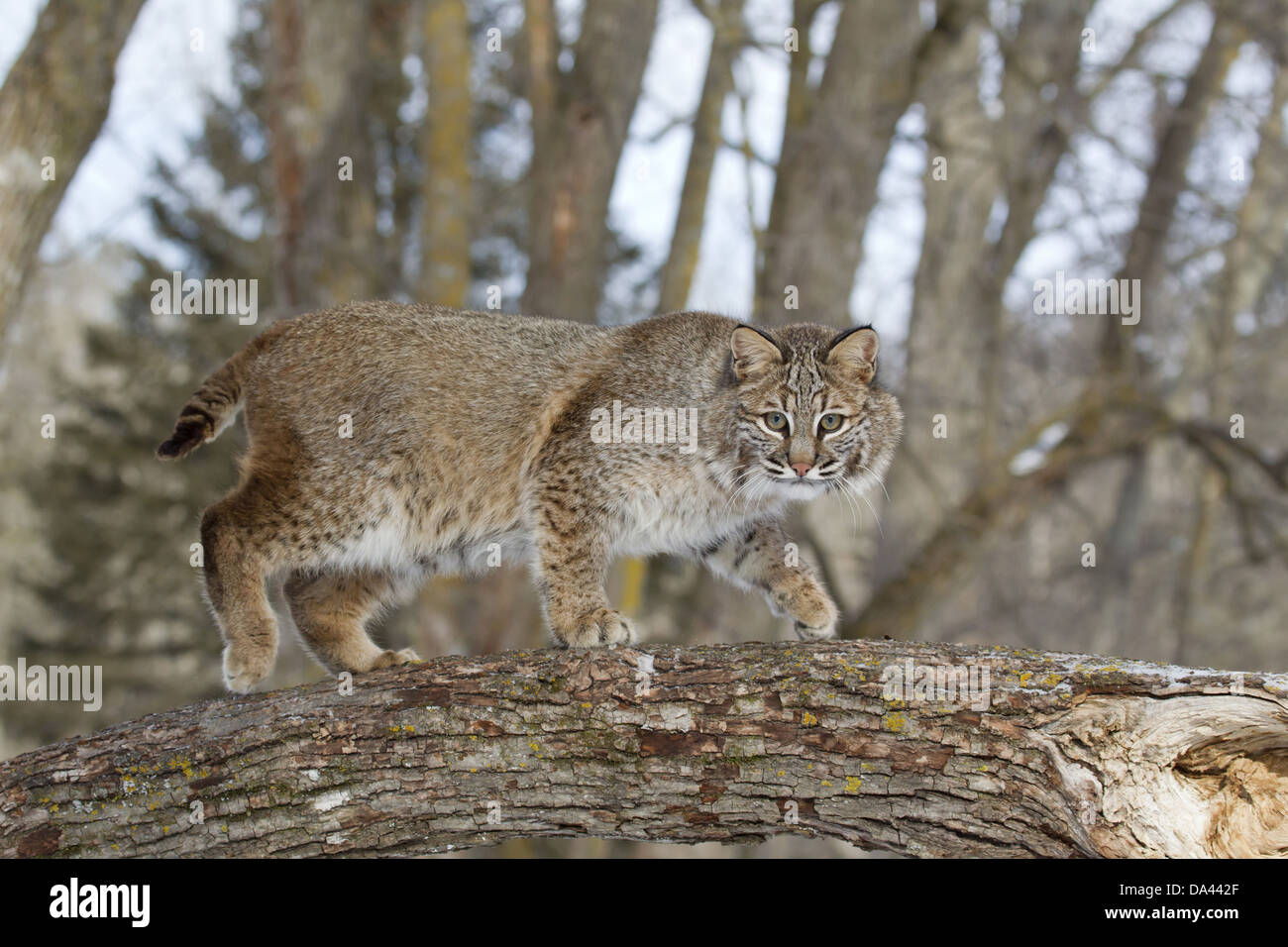 Bobcat (Lynx rufus) adult, walking on tree branch, Minnesota, U.S.A ...