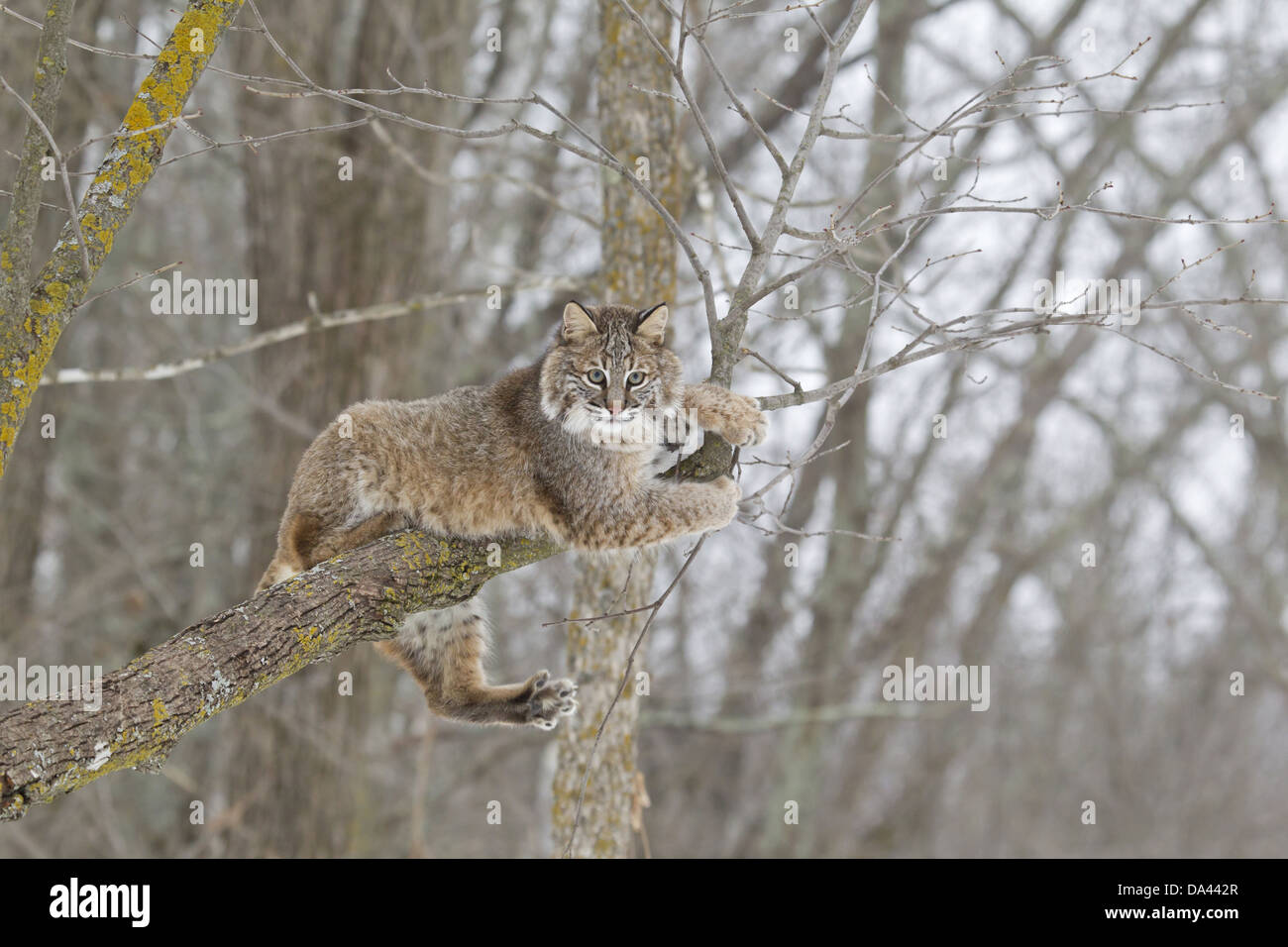 Bobcat (Lynx rufus) adult, resting on tree branch, Minnesota, U.S.A ...