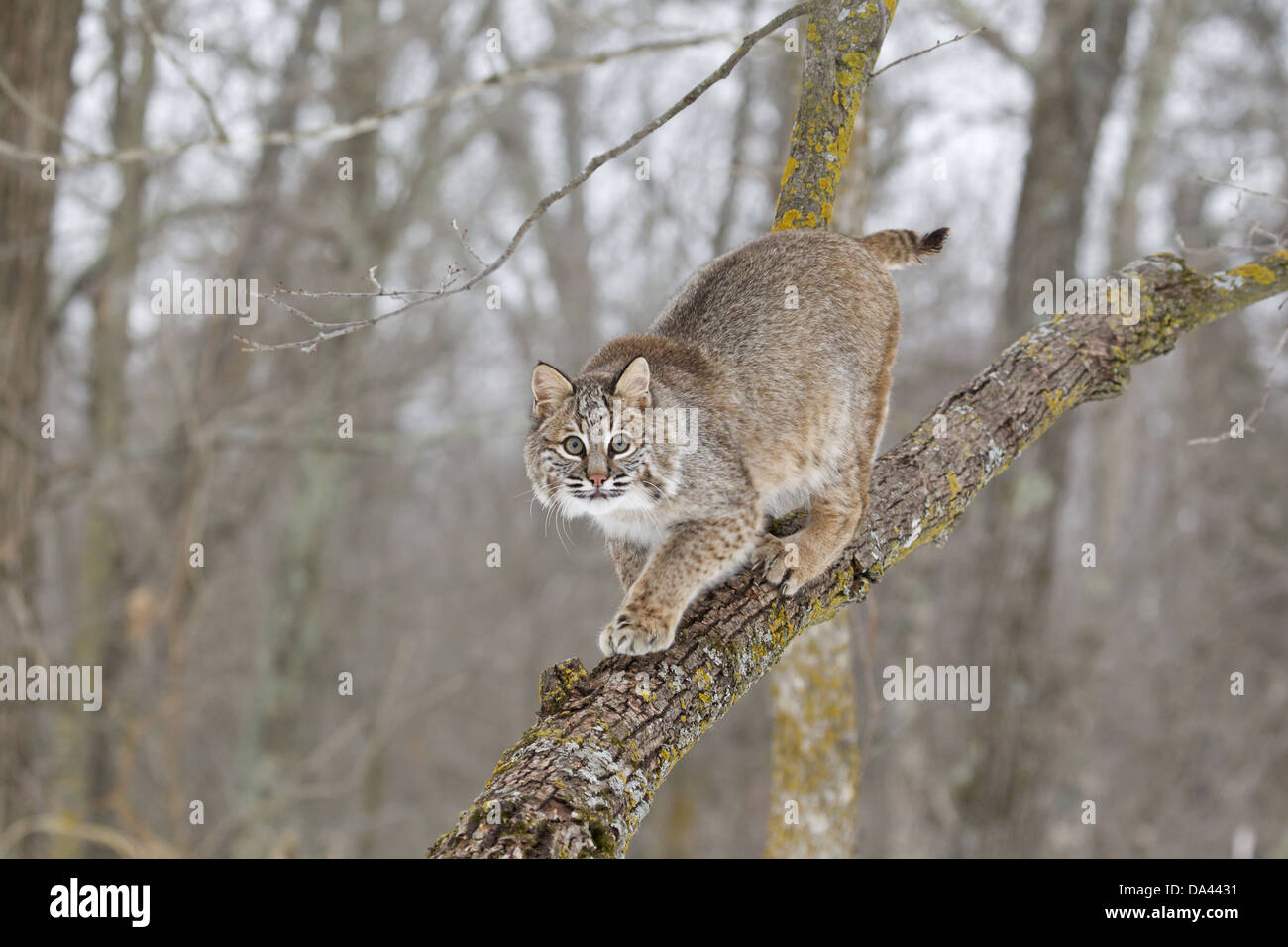 Bobcat (Lynx rufus) adult, walking down tree branch, Minnesota, U.S.A ...