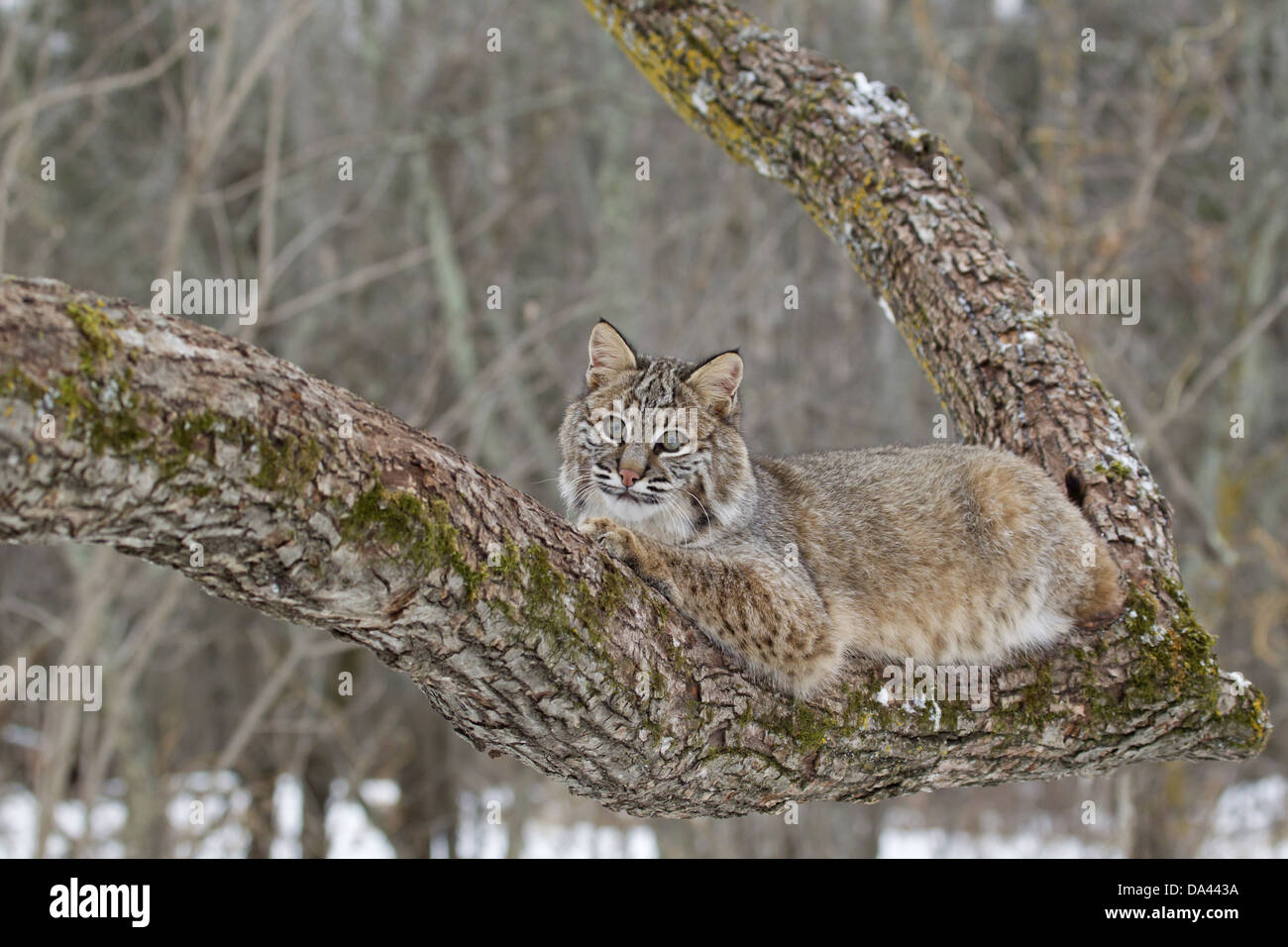 Bobcat (Lynx rufus) adult, resting on tree branch, Minnesota, U.S.A ...