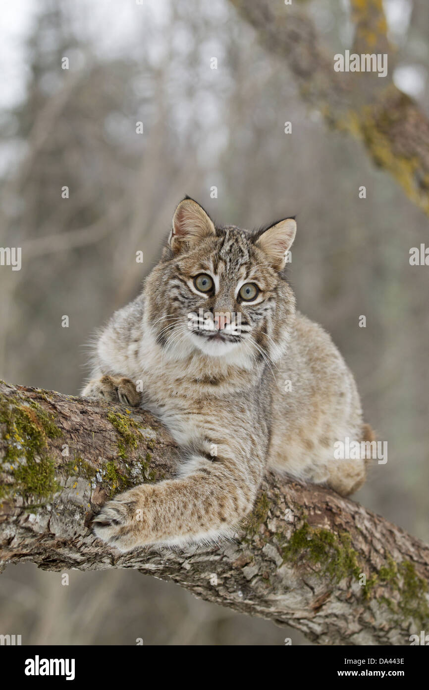 Bobcat (Lynx rufus) adult, resting on tree branch, Minnesota, U.S.A ...