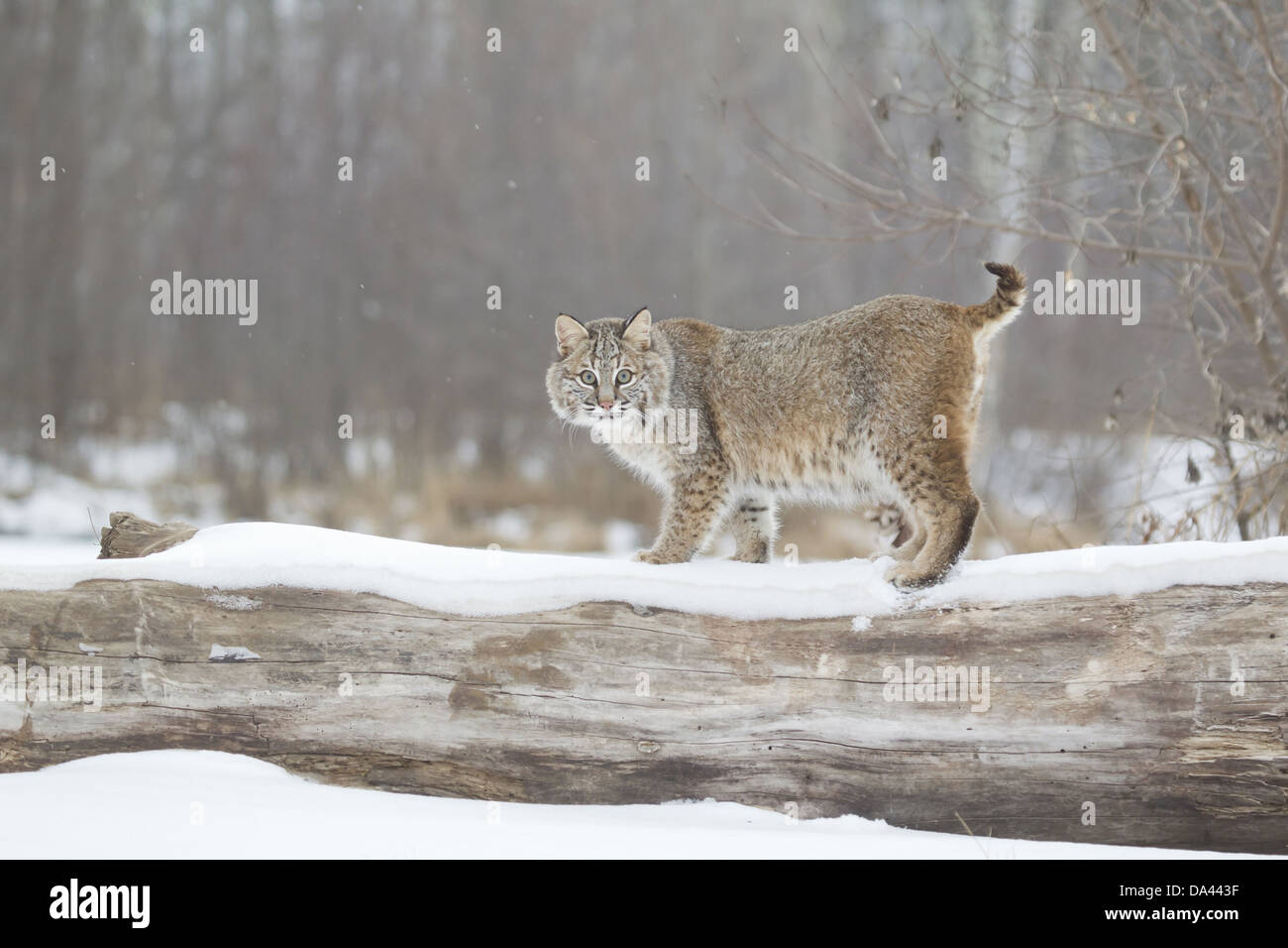 Bobcat (Lynx rufus) adult, standing on snow covered fallen tree ...