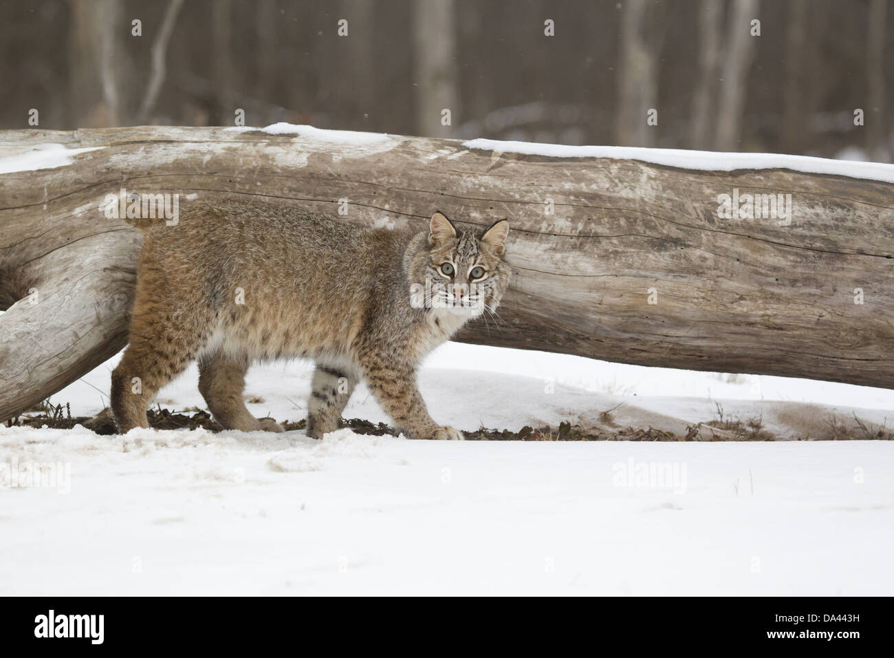 Midwestern predators hi-res stock photography and images - Alamy