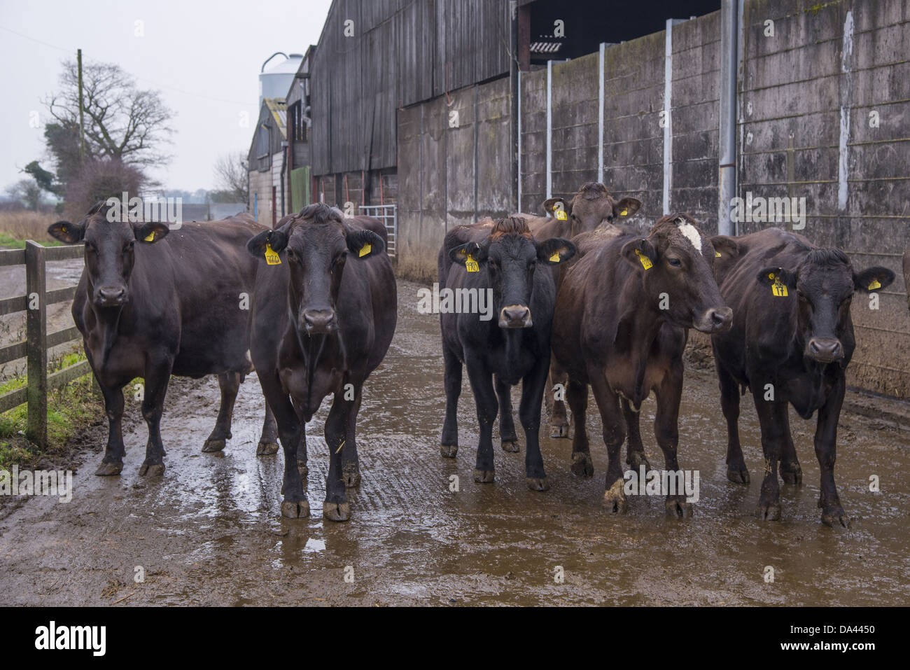 Brown Swiss Herd