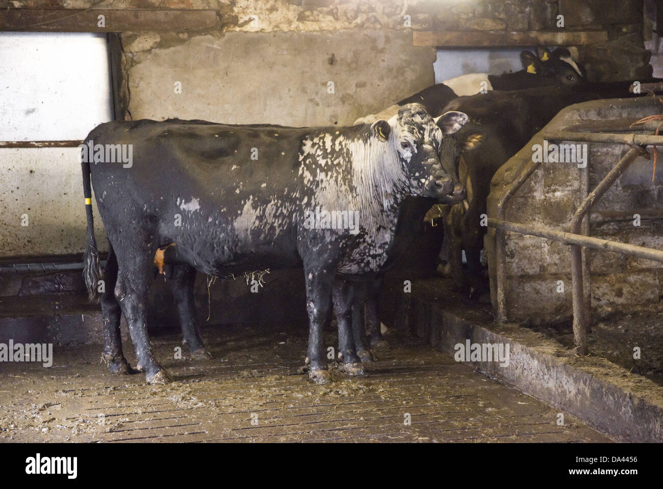 Domestic Cattle, crossbred dairy cow, with severe ringworm infection ...
