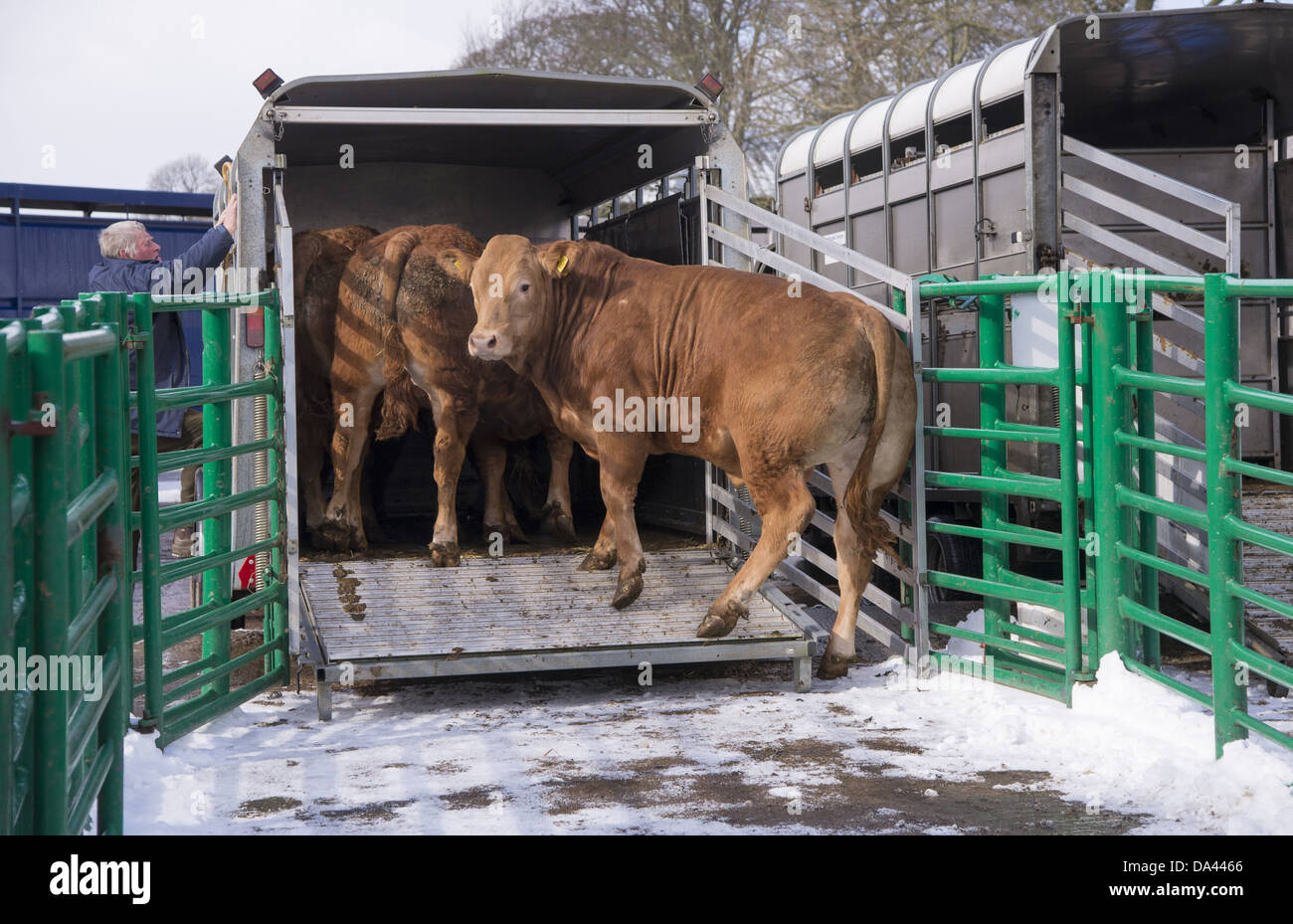 Domestic Cattle store beef cattle being unloaded from trailer at ...