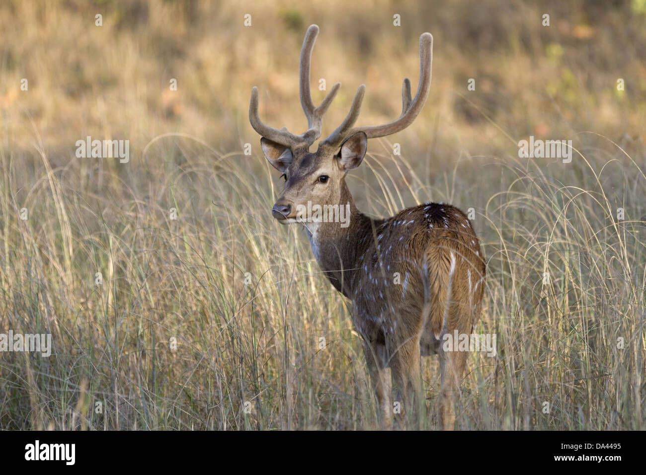 Spotted Deer (Axis axis) adult male with antlers in velvet looking over ...