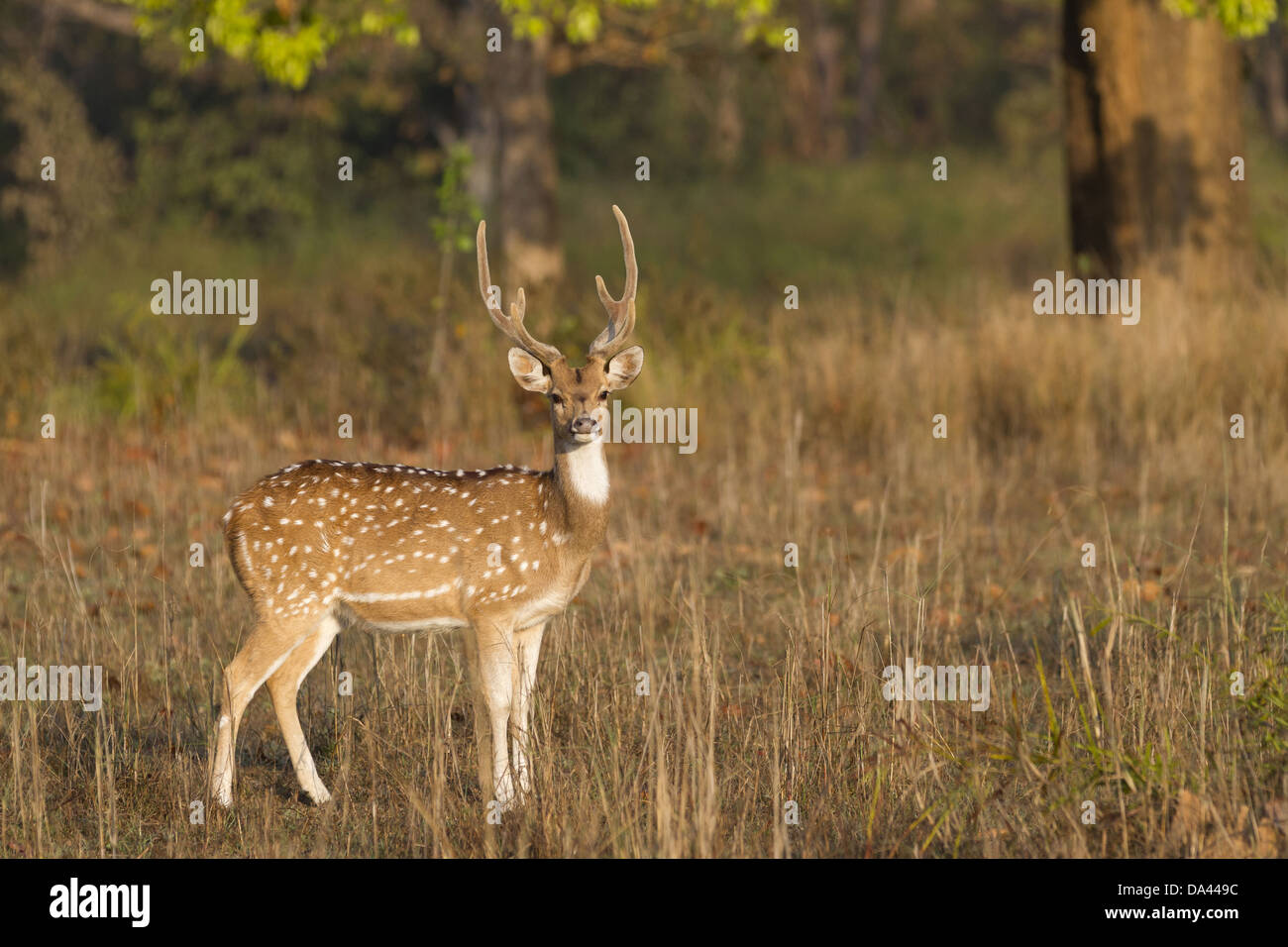 Spotted Deer (Axis axis) adult male, with antlers in velvet, standing ...